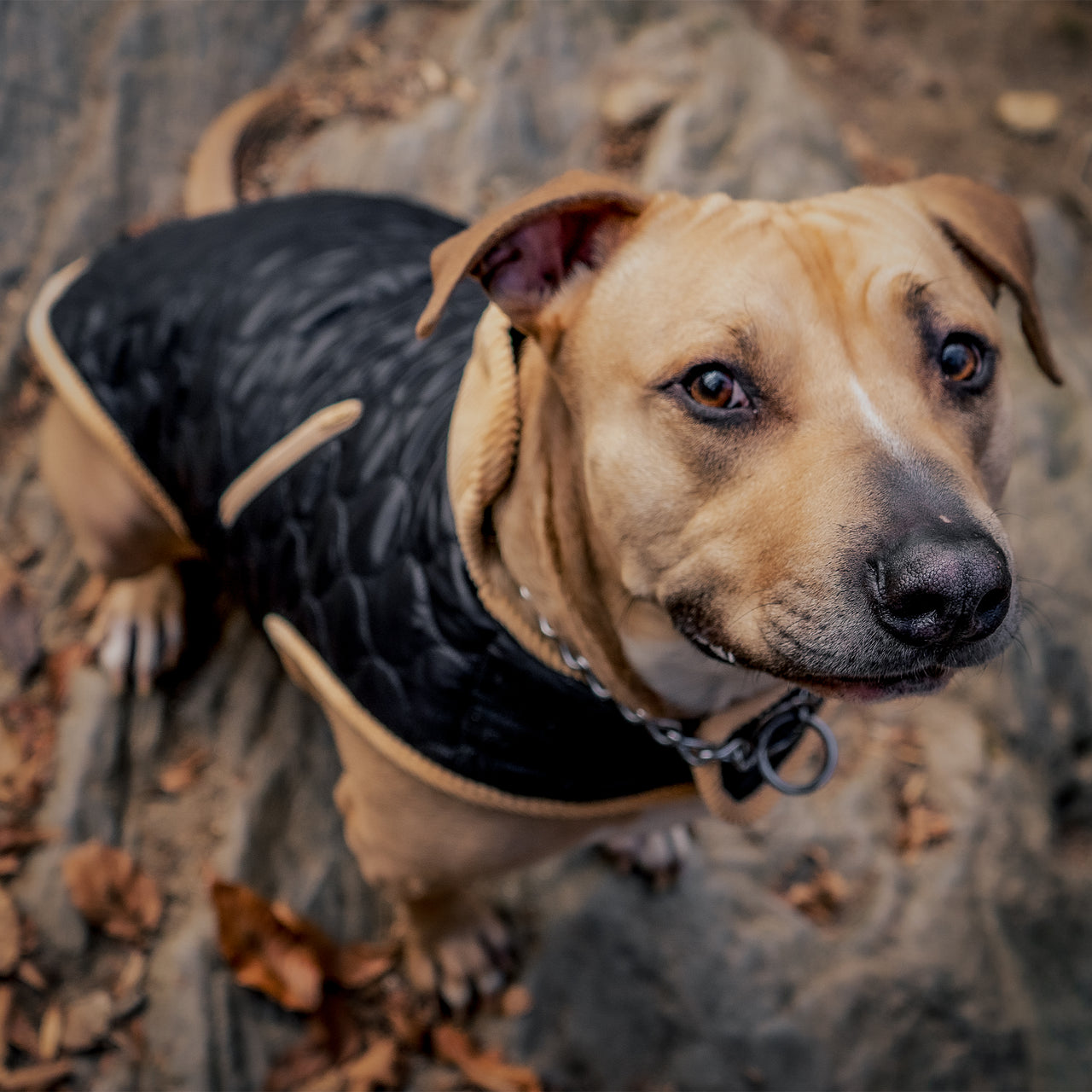 Canine Couture Collection | Handmade Dog Coats and Collars